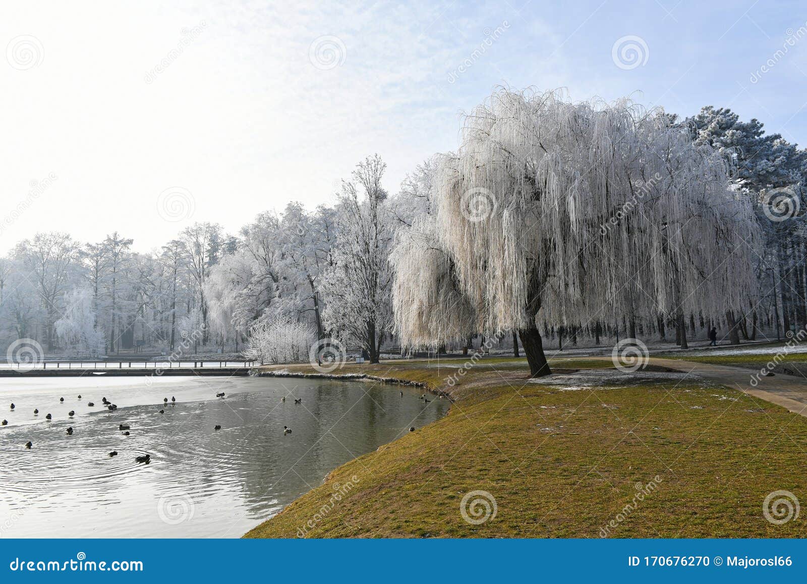 Winter Woods at the Lakeside Stock Photo - Image of lakeside, beautiful ...