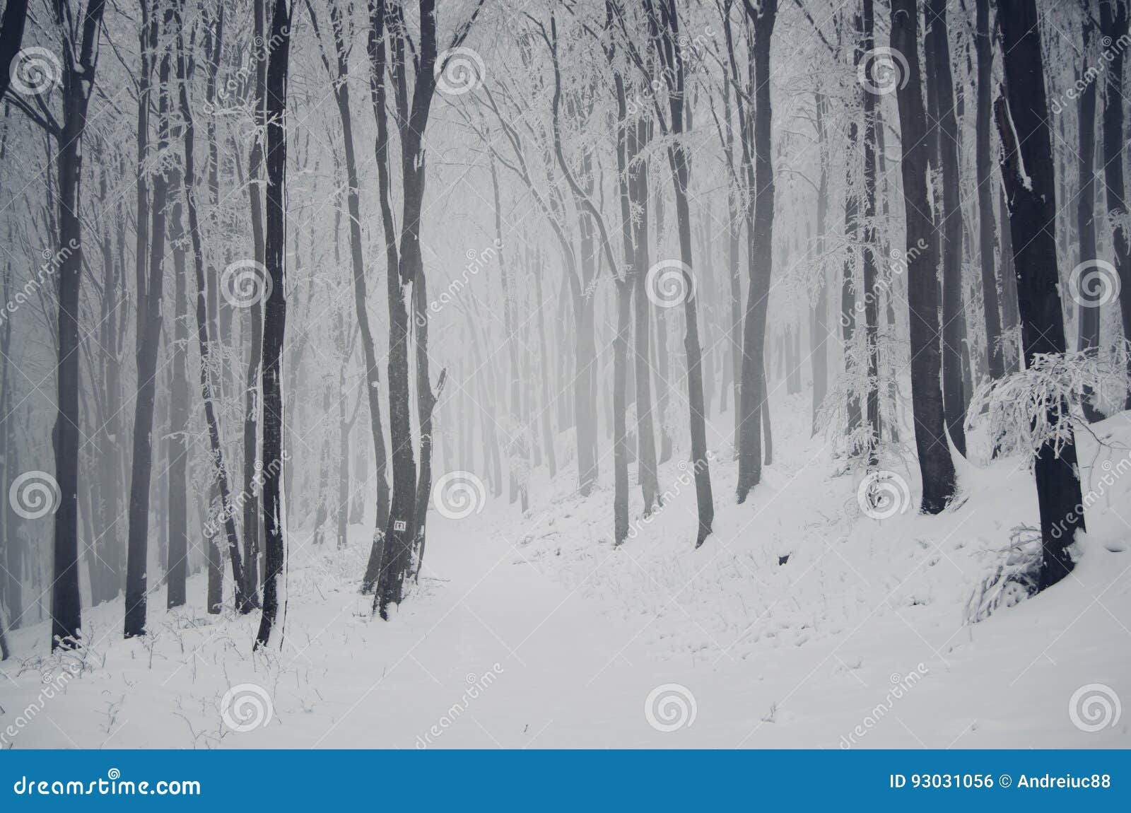 Winter woods with snow stock photo. Image of misty, woods - 93031056