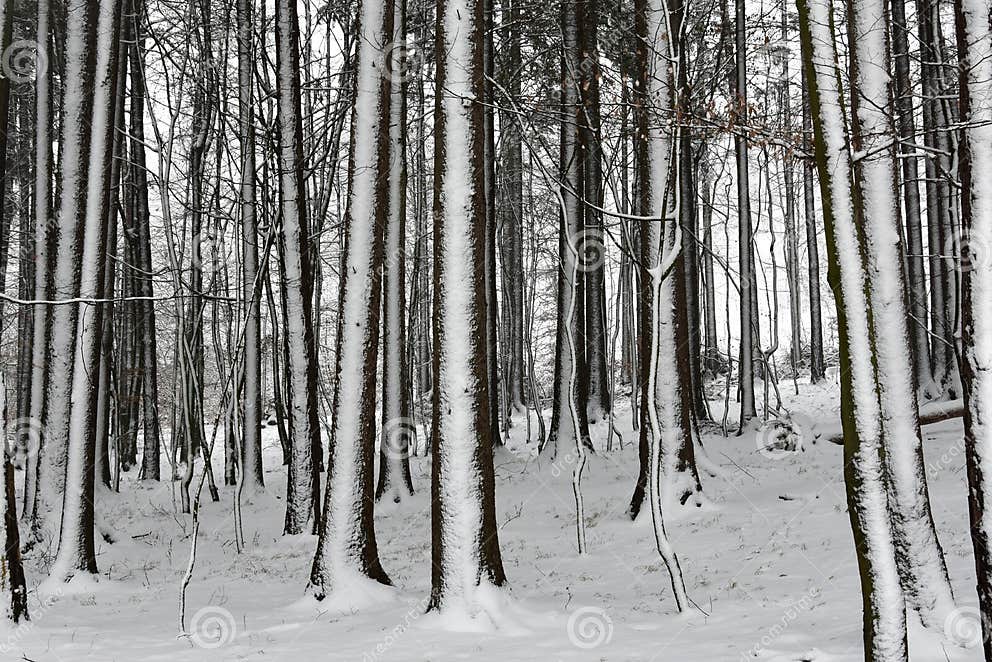 Winter in the woods stock image. Image of walk, tree - 84154213