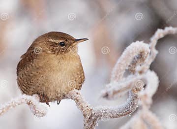 Winter Wren stock image. Image of birdwatching, fauna - 15256169