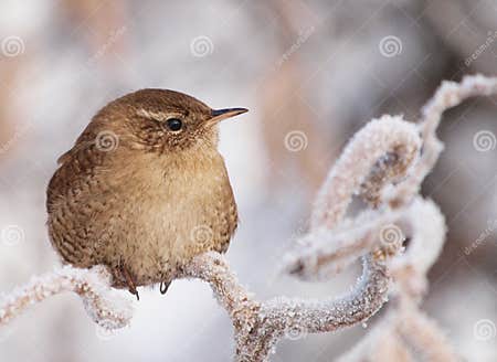 Winter Wren stock image. Image of birdwatching, fauna - 15256169