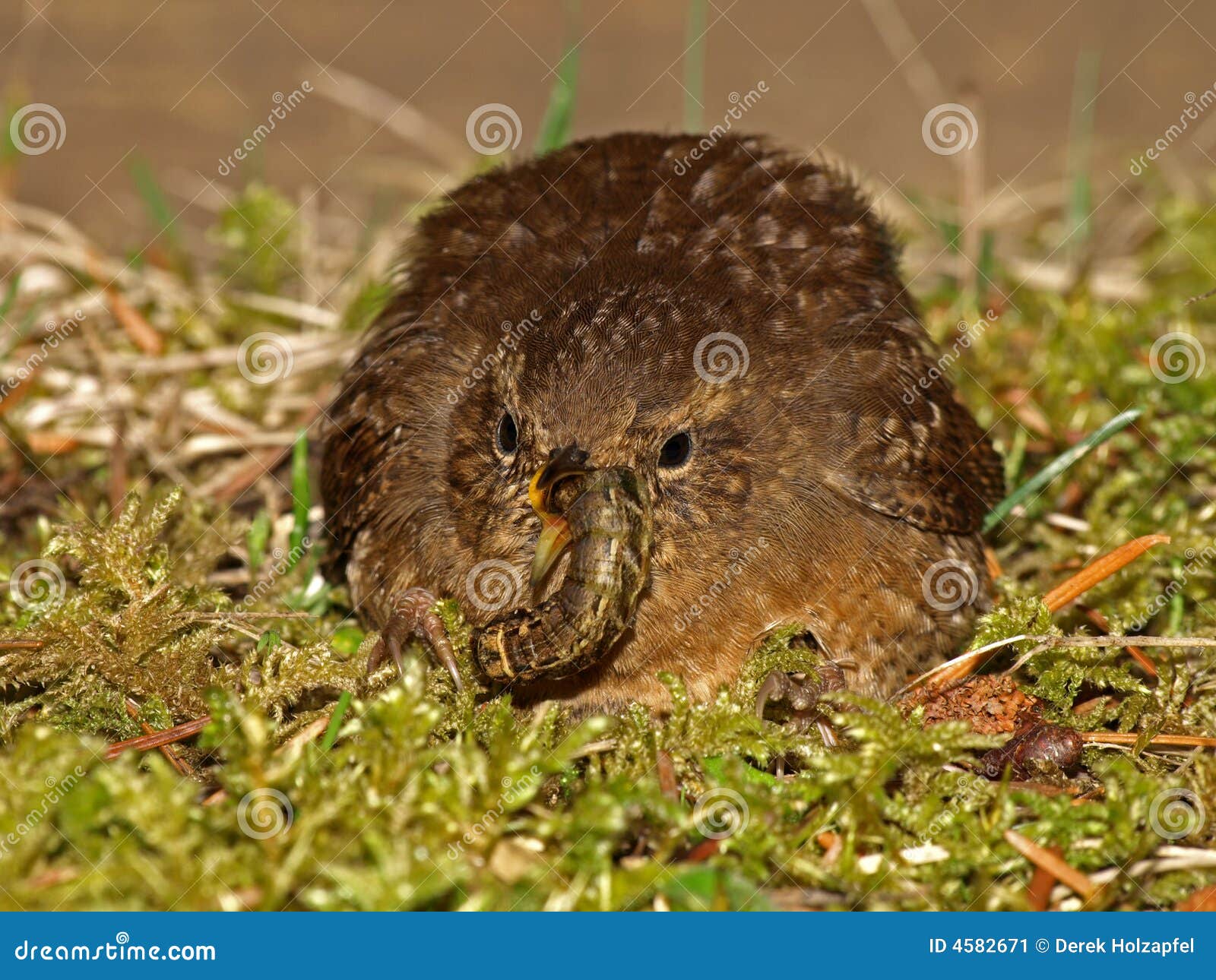 Winter Wren Eating Caterpillar Stock Image - Image of winter, early ...