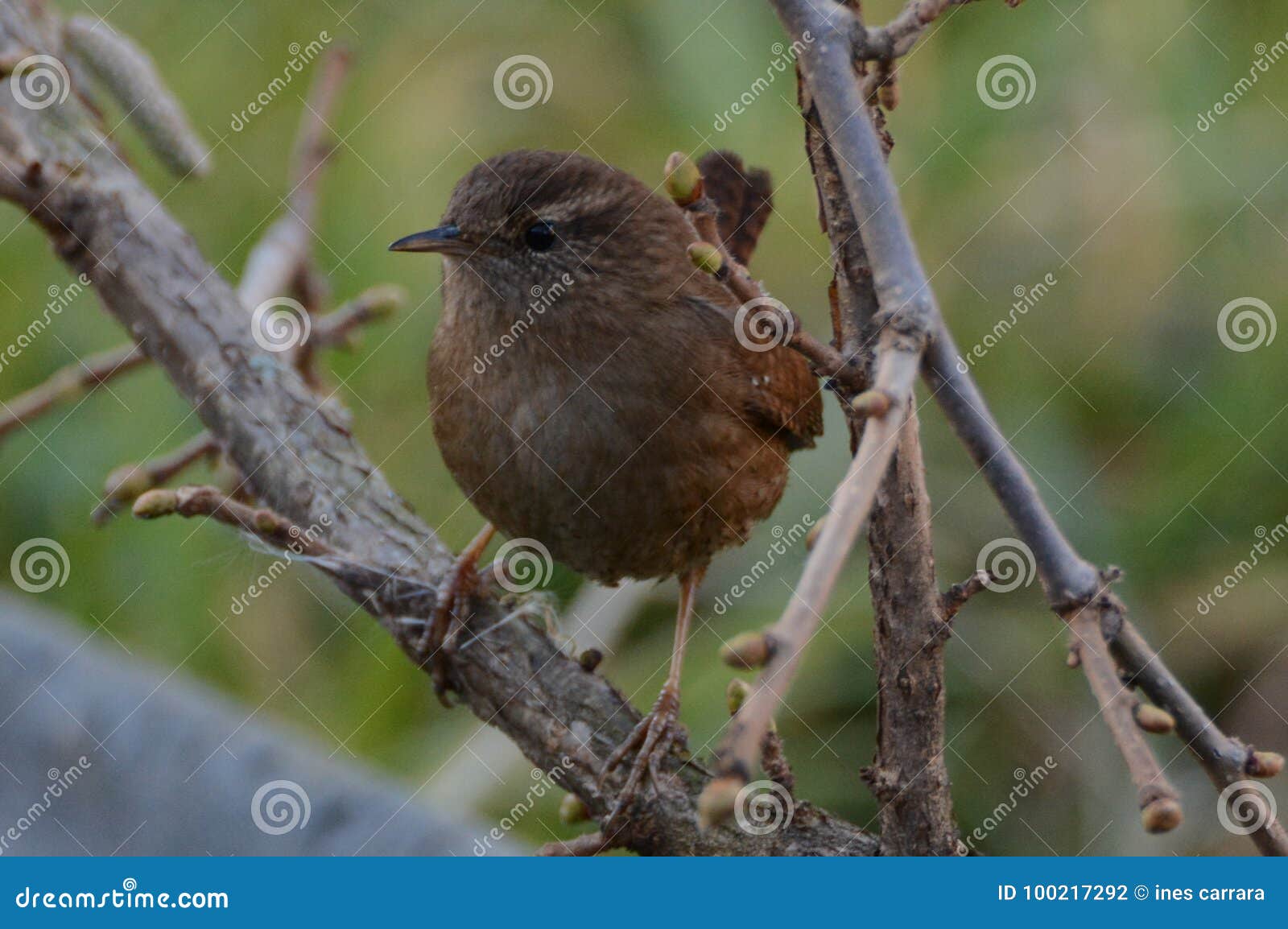 Winter wren stock photo. Image of nature, winterwren - 100217292