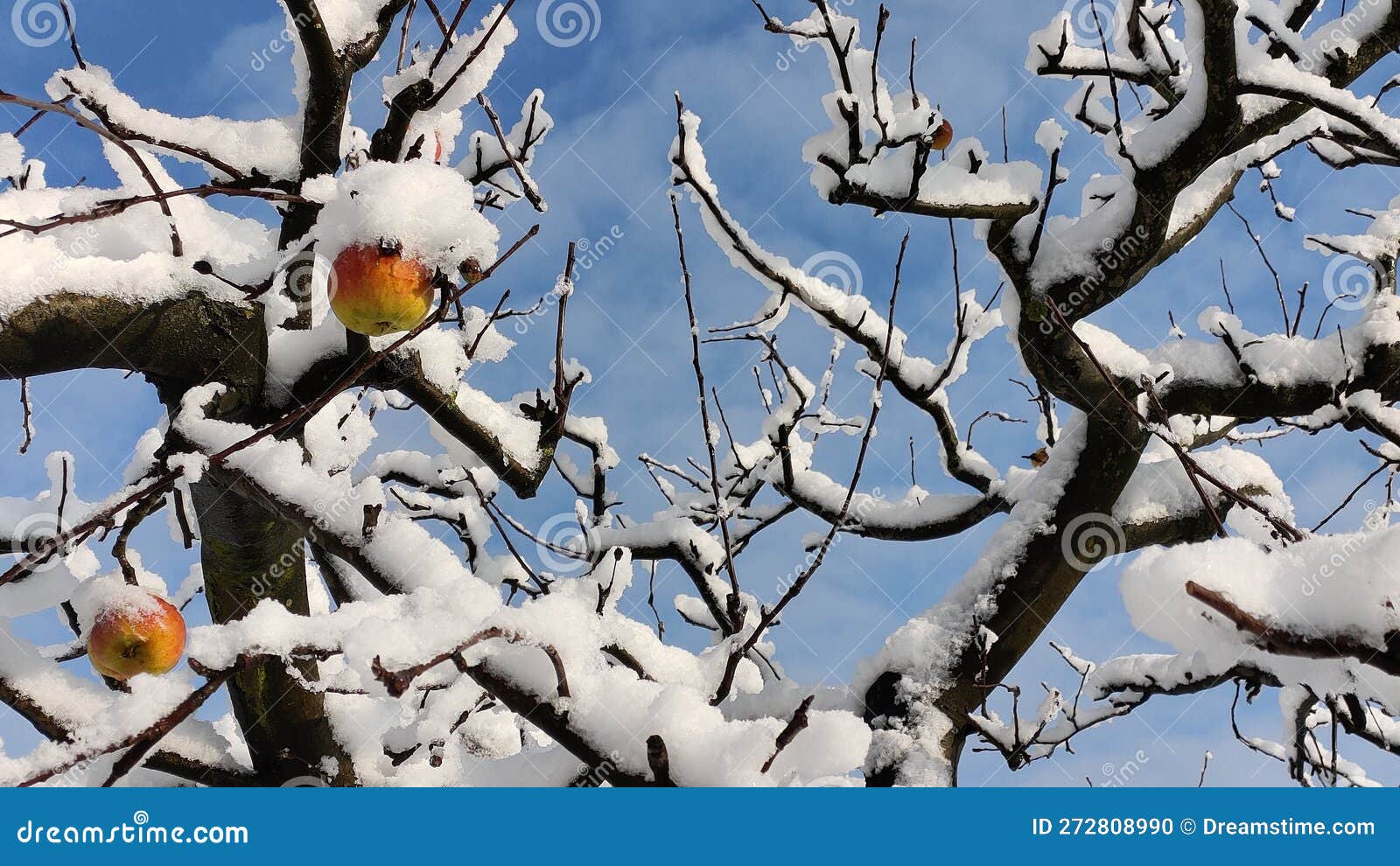 Winterapple stock photo. Image of winterapple, apple - 272808990