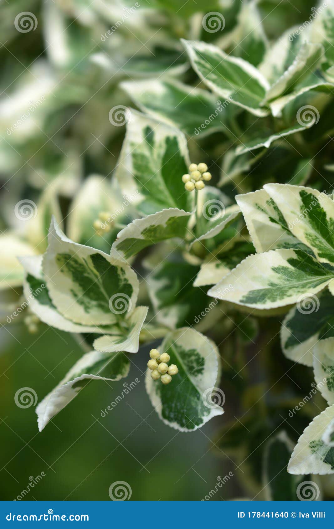 Wintercreeper Emerald Gaiety Stock Photo - Image of creeper, plant ...