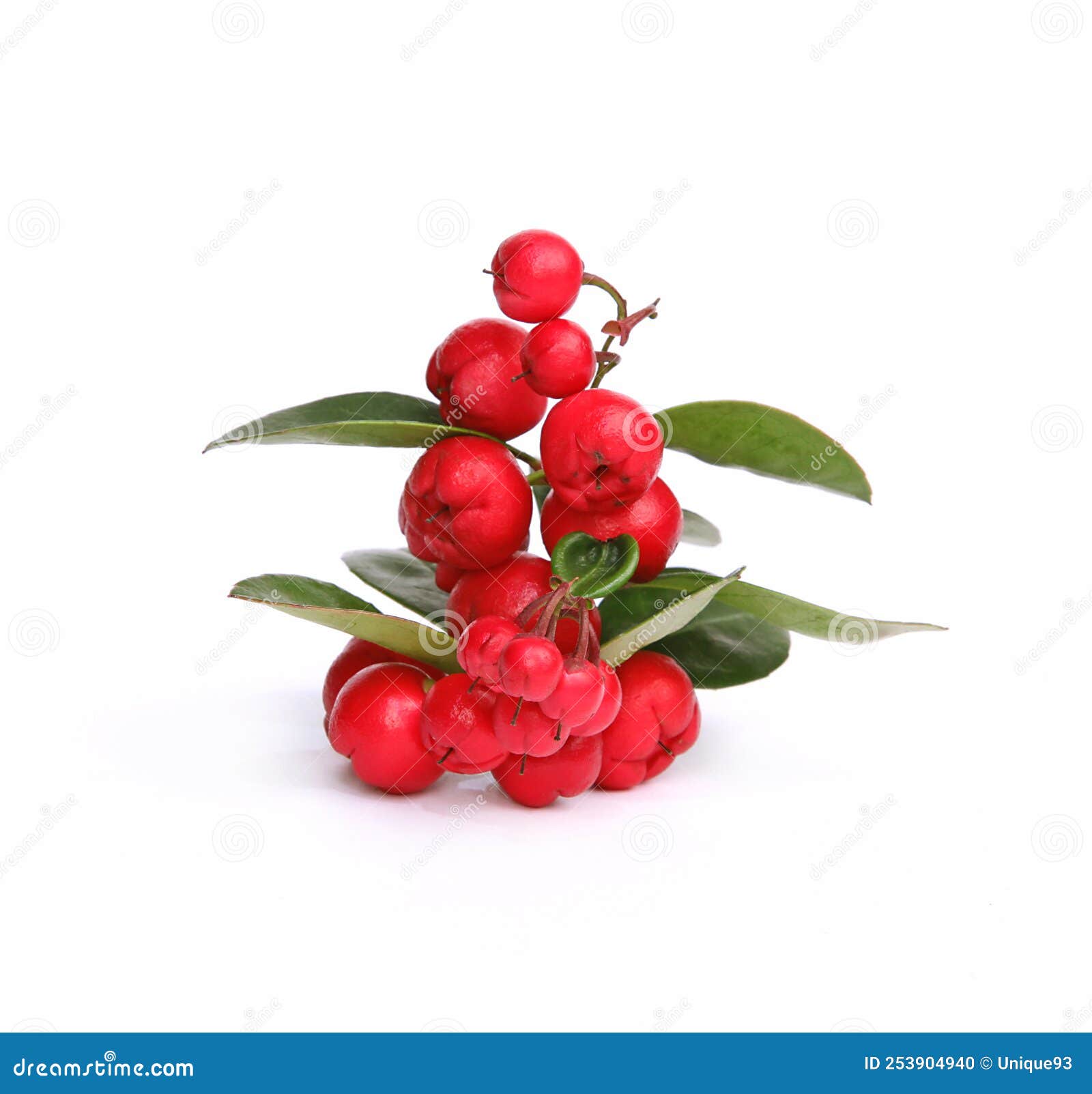 Wintergreen Berries with Foliage on White Background Wintergreen ...