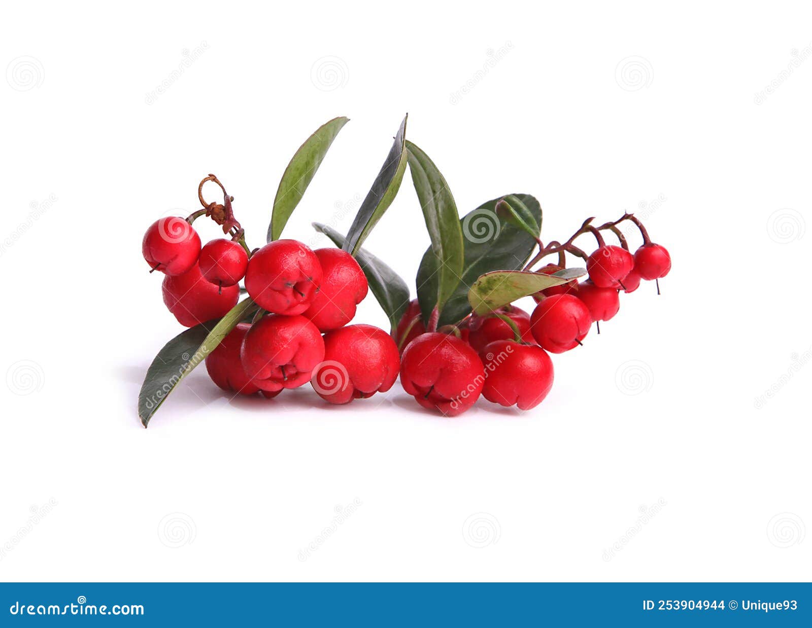 Wintergreen Berries with Foliage on White Background Wintergreen ...