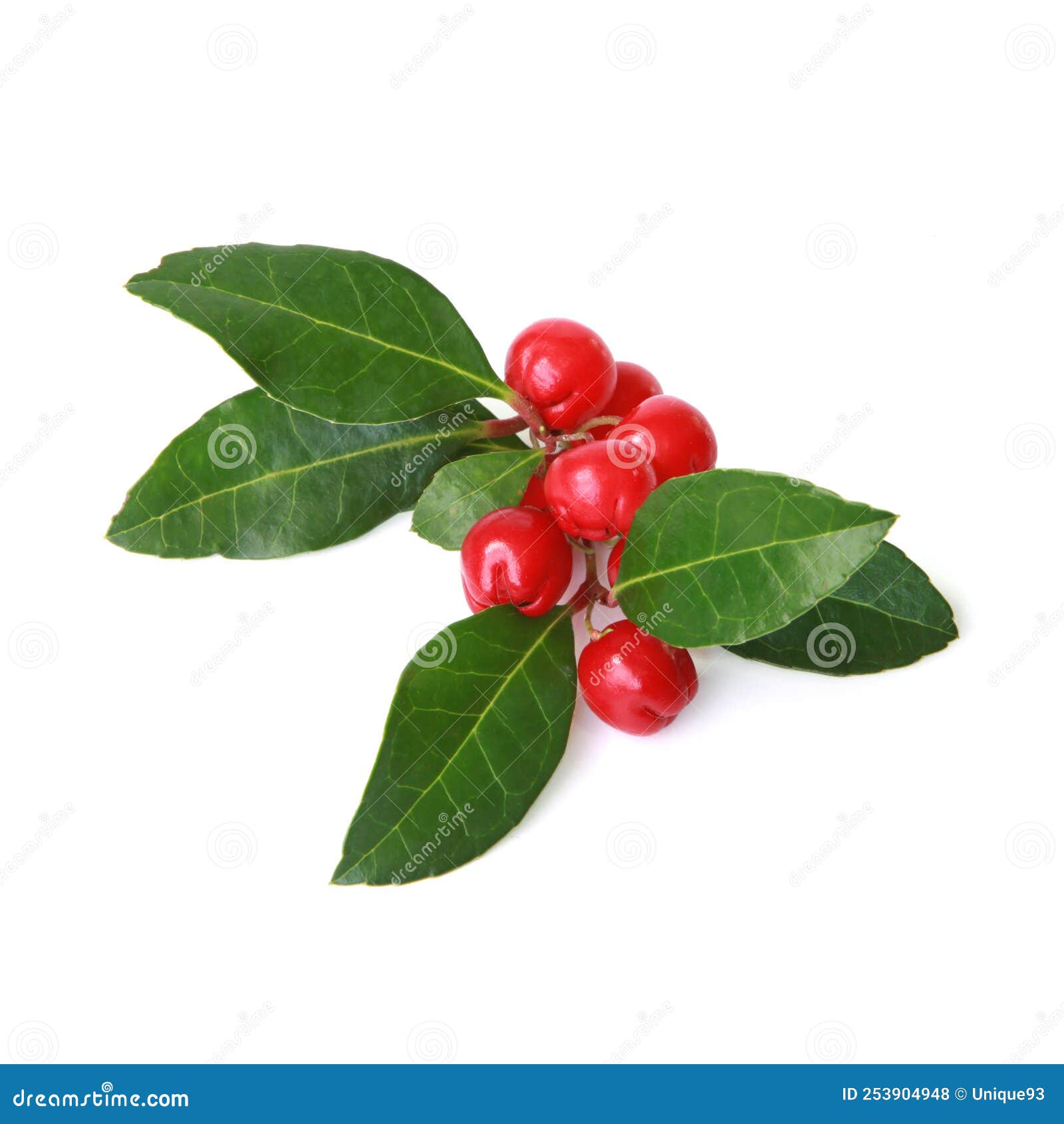 Wintergreen Berries with Foliage on White Background Wintergreen ...