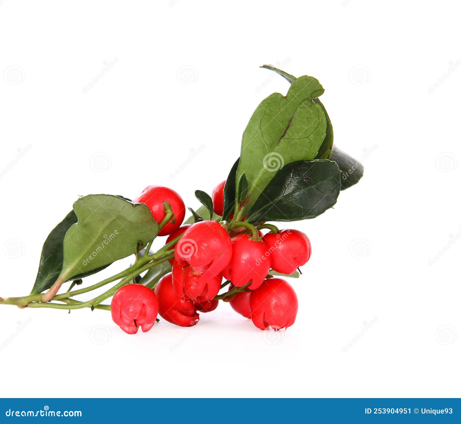 Wintergreen Berries with Foliage on White Background Wintergreen ...
