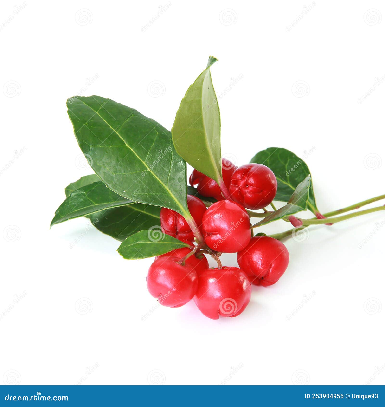 Wintergreen Berries with Foliage on White Background Wintergreen ...