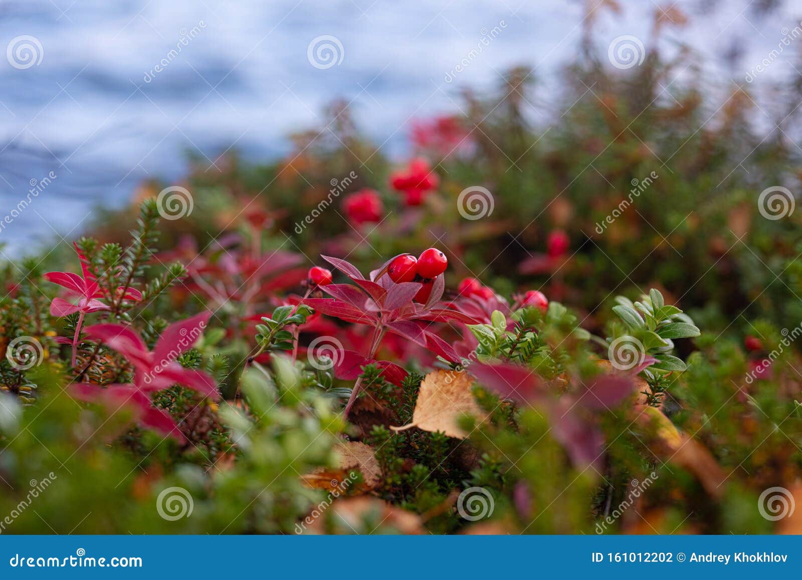 Wintergreen Gaultheria with Red Berries, Selected Focus Stock Photo ...