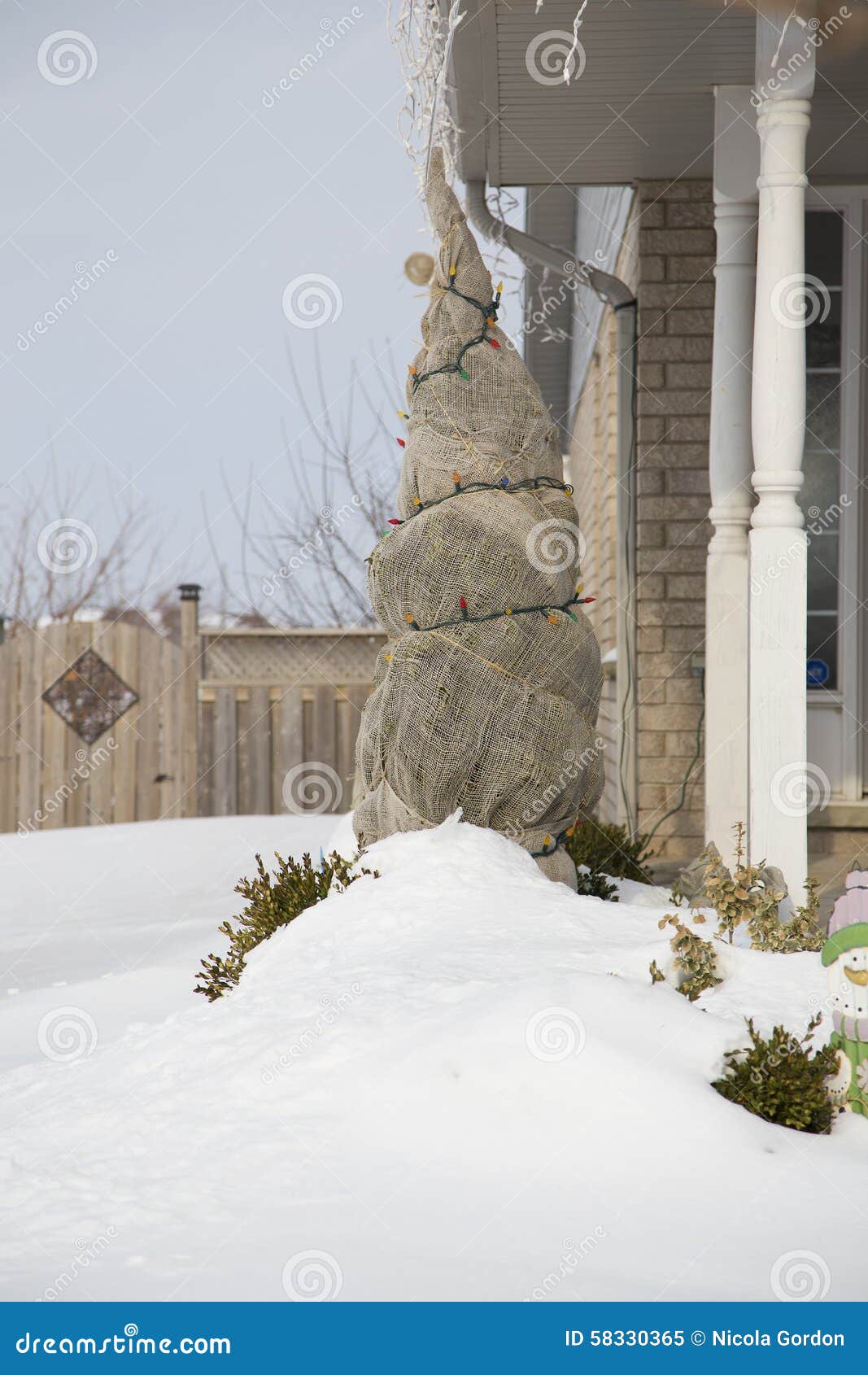 Winterized Tree Wrapped in Burlap Stock Image - Image of winterized ...