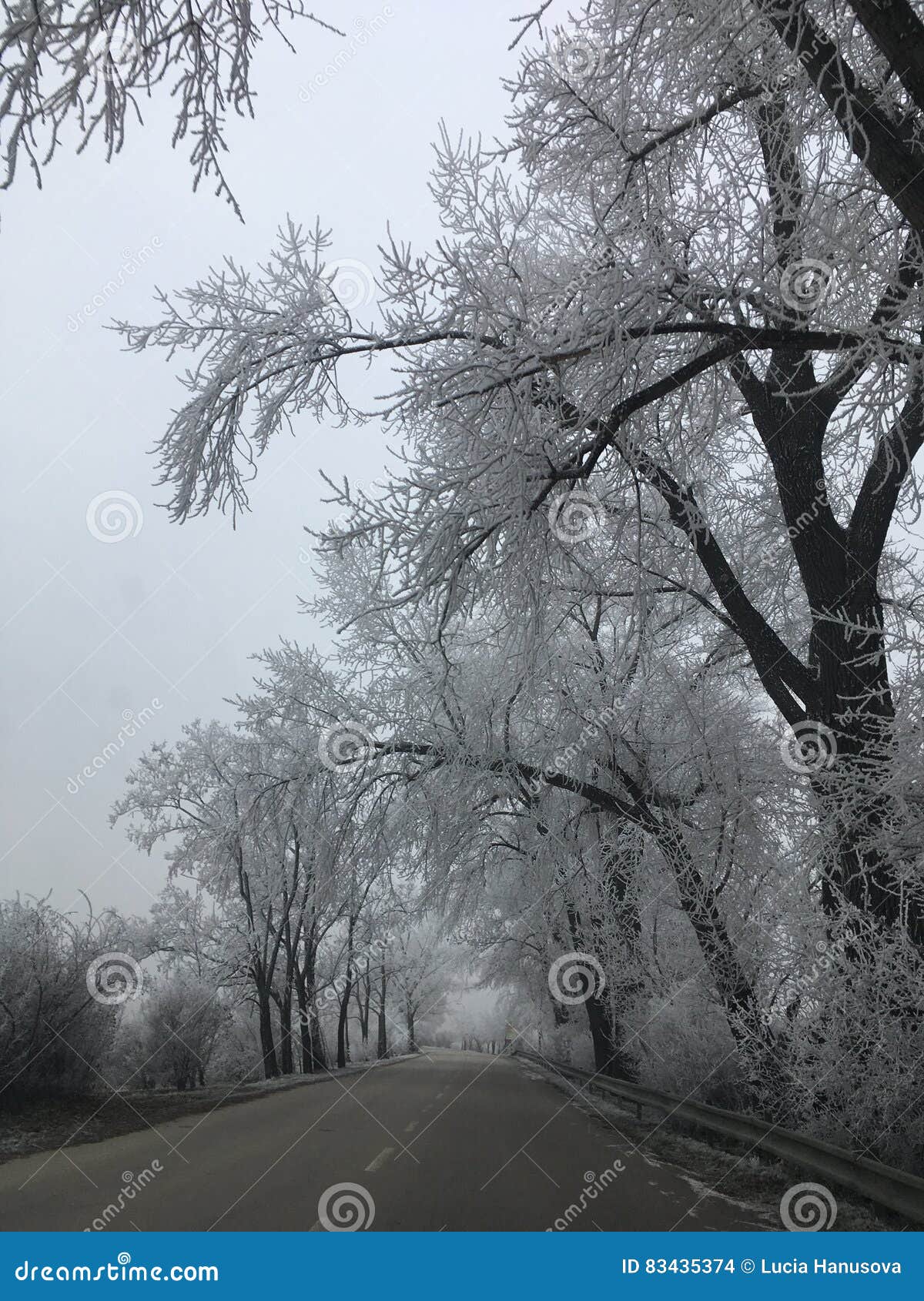 Winterland stock photo. Image of road, trees, freezing - 83435374