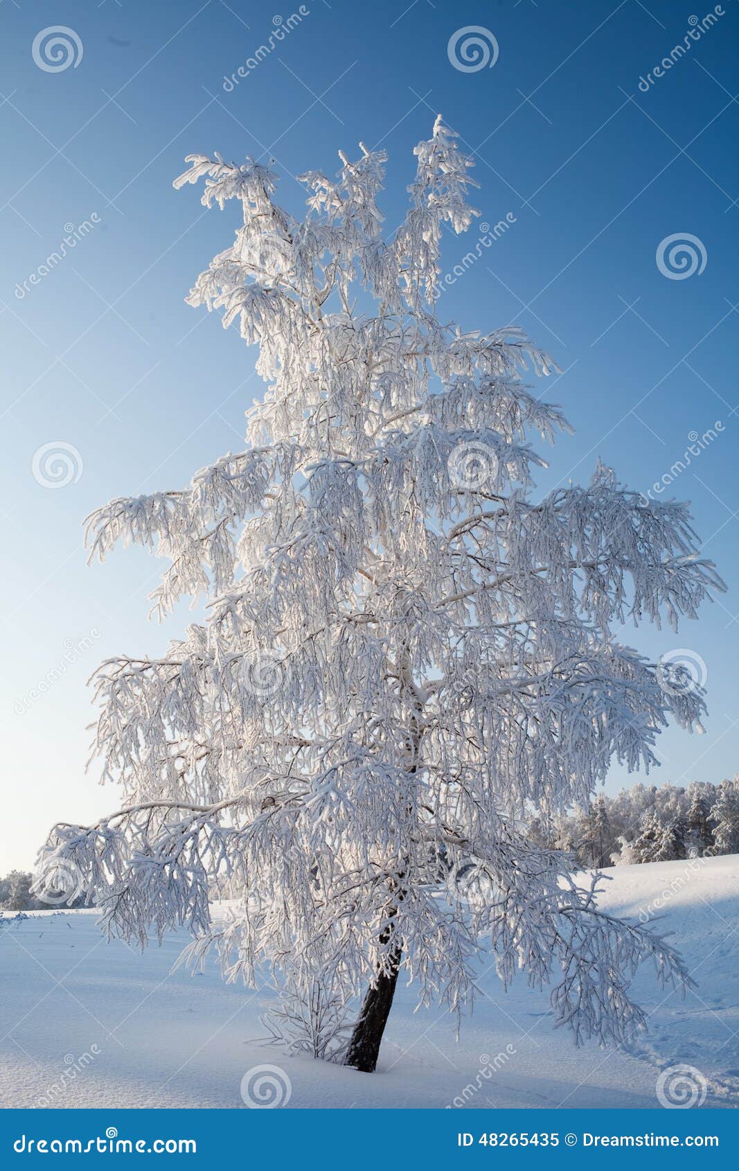 Winterlandschaft, Birke, Frost, Schnee Stockbild - Bild von birke ...