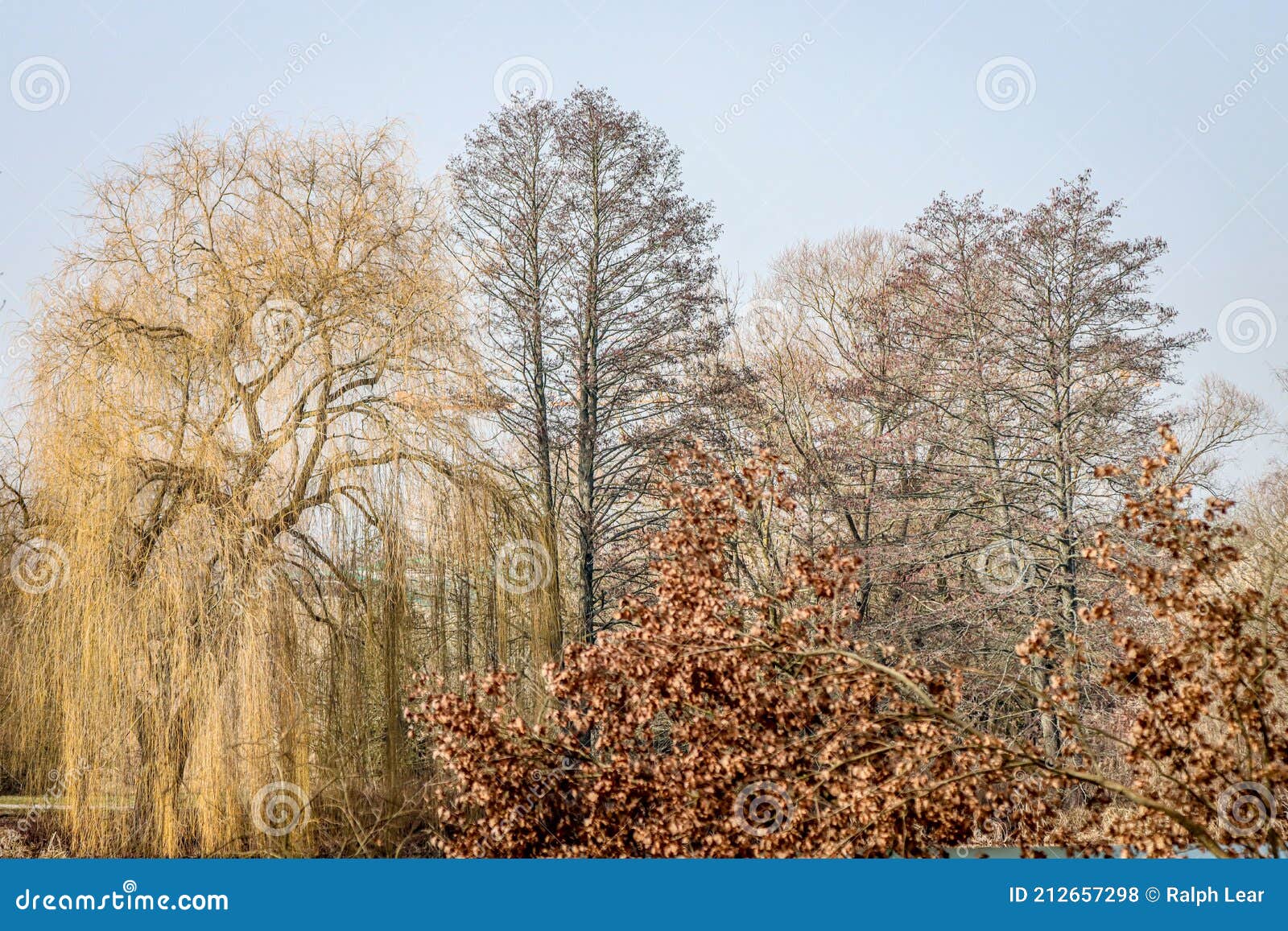 A group of trees stock photo. Image of bright, tree - 212657298
