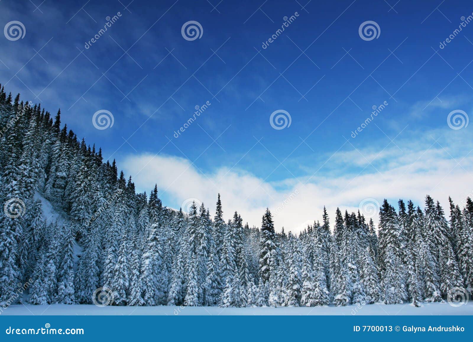 Winters forest stock image. Image of weather, frosty, forest - 7700013