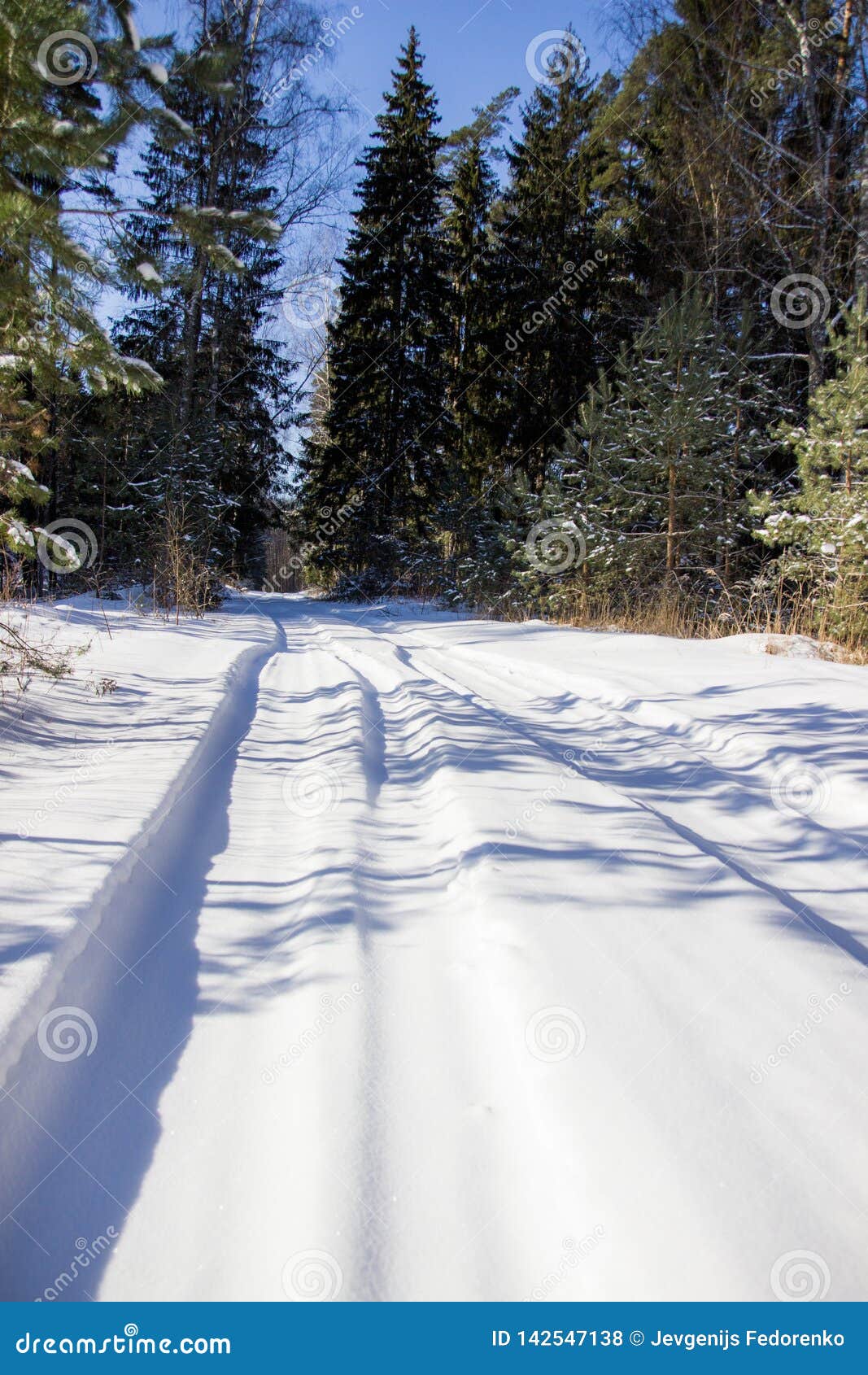 Winters Forrest stock photo. Image of forrest, mountain - 142547138