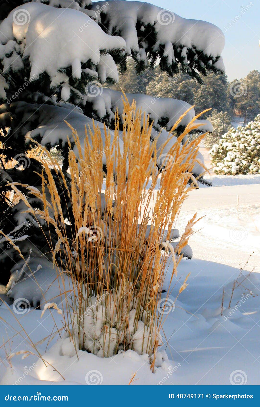 Winters Grass stock image. Image of colors, shadows, light - 48749171