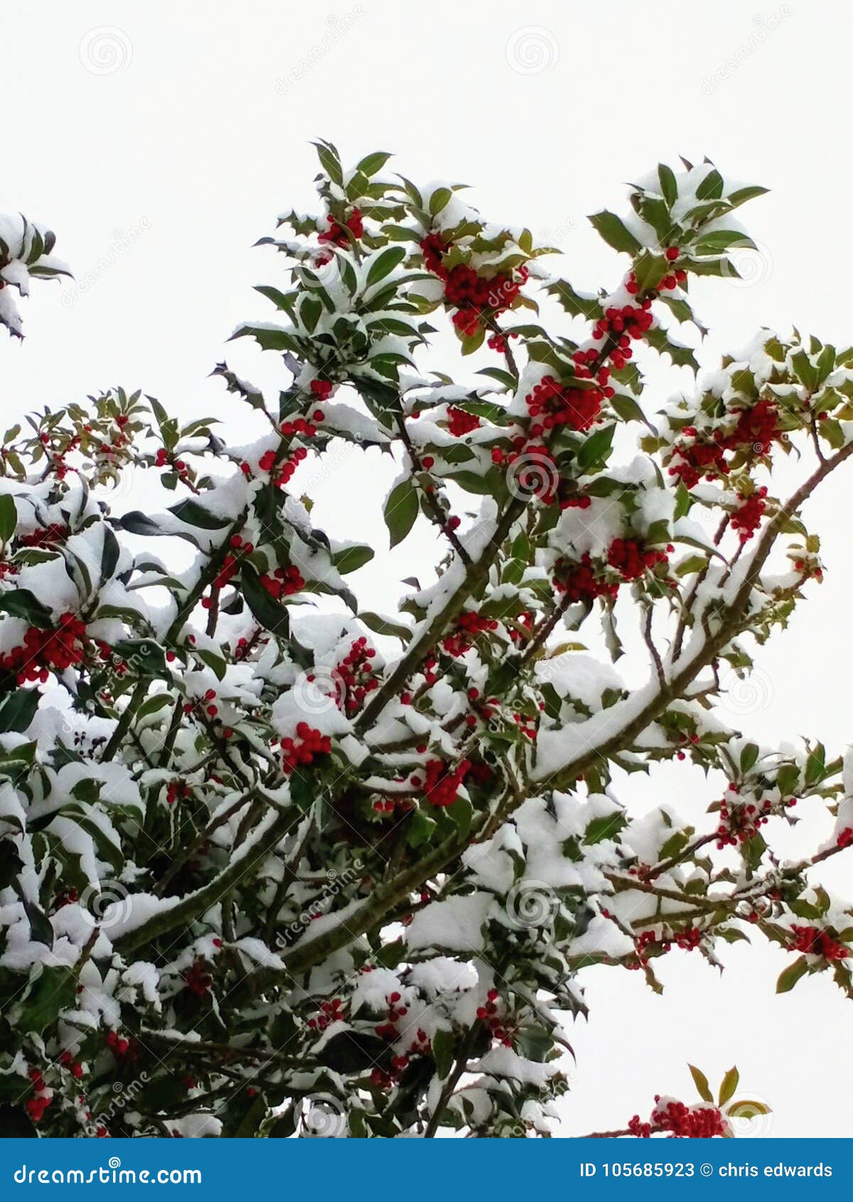 Berry Xmas stock image. Image of holly, xmas, winters - 105685923