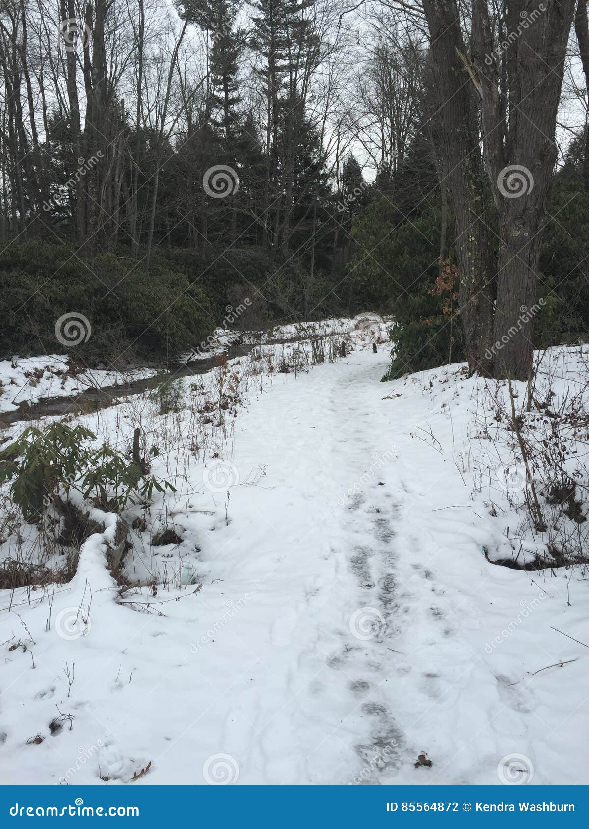 Winters path stock photo. Image of bloom, forest, evening - 85564872