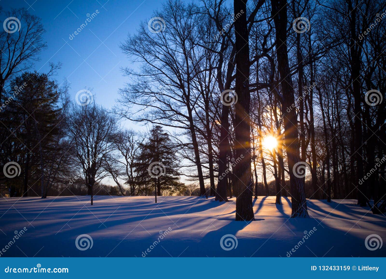 Winterscape Night Landscape Trees and Snow Stock Image - Image of ...