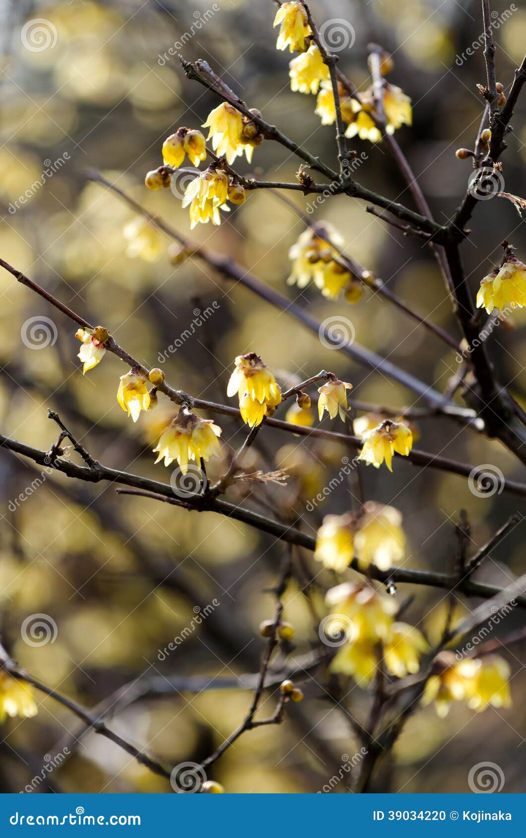 Wintersweet stock foto. Image of geel, nave, winter, bloem - 39034220