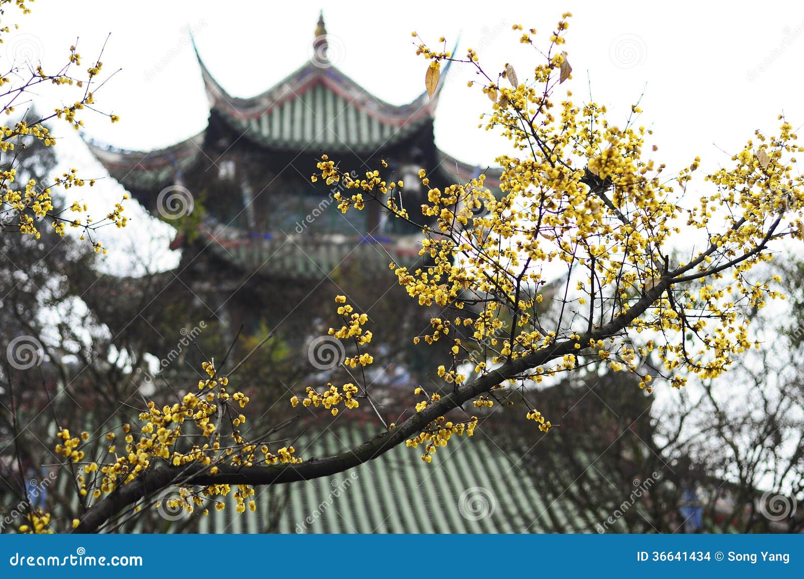 Wintersweet flower stock photo. Image of bright, early - 36641434