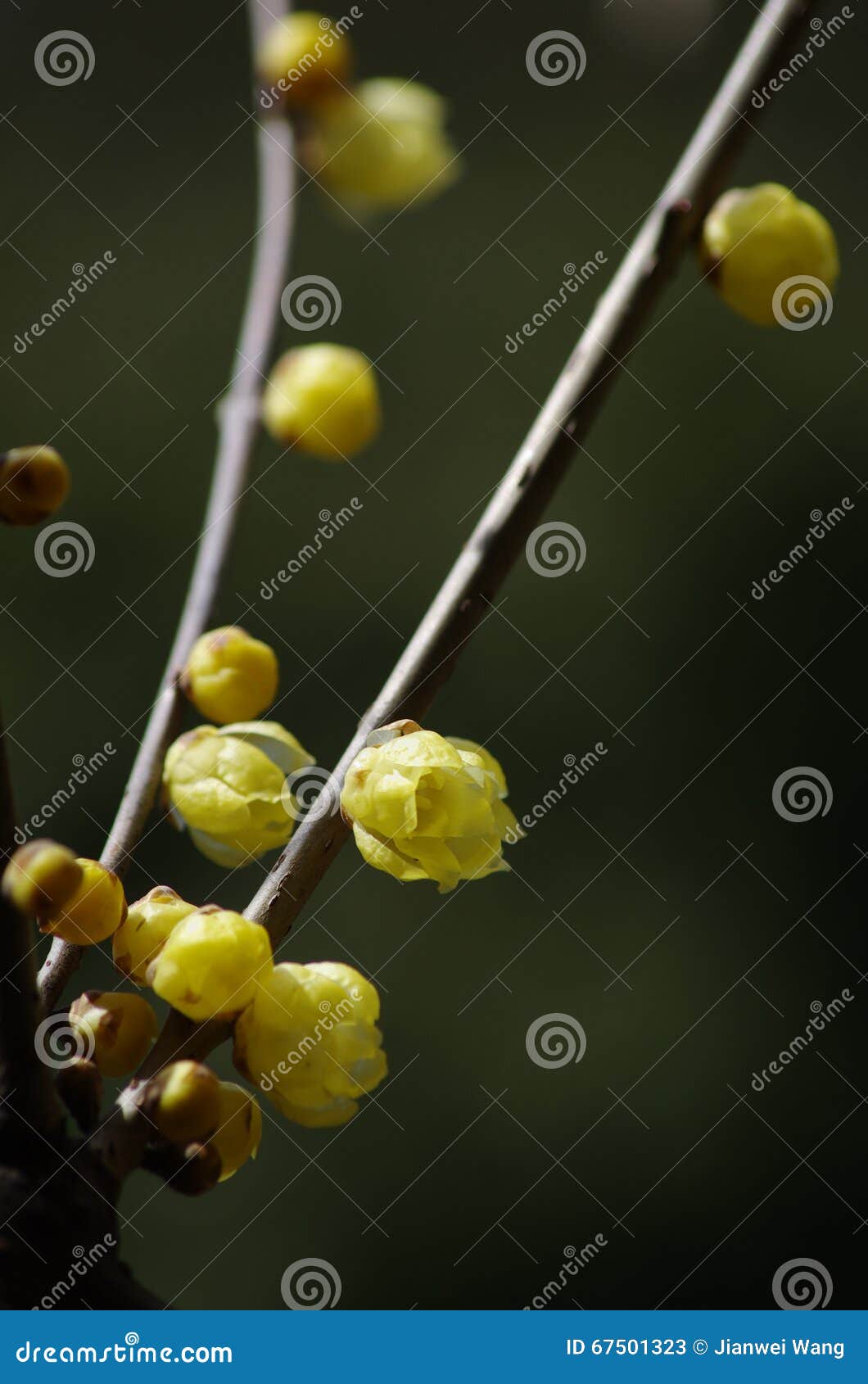 Wintersweet flower stock image. Image of bloom, colors - 67501323