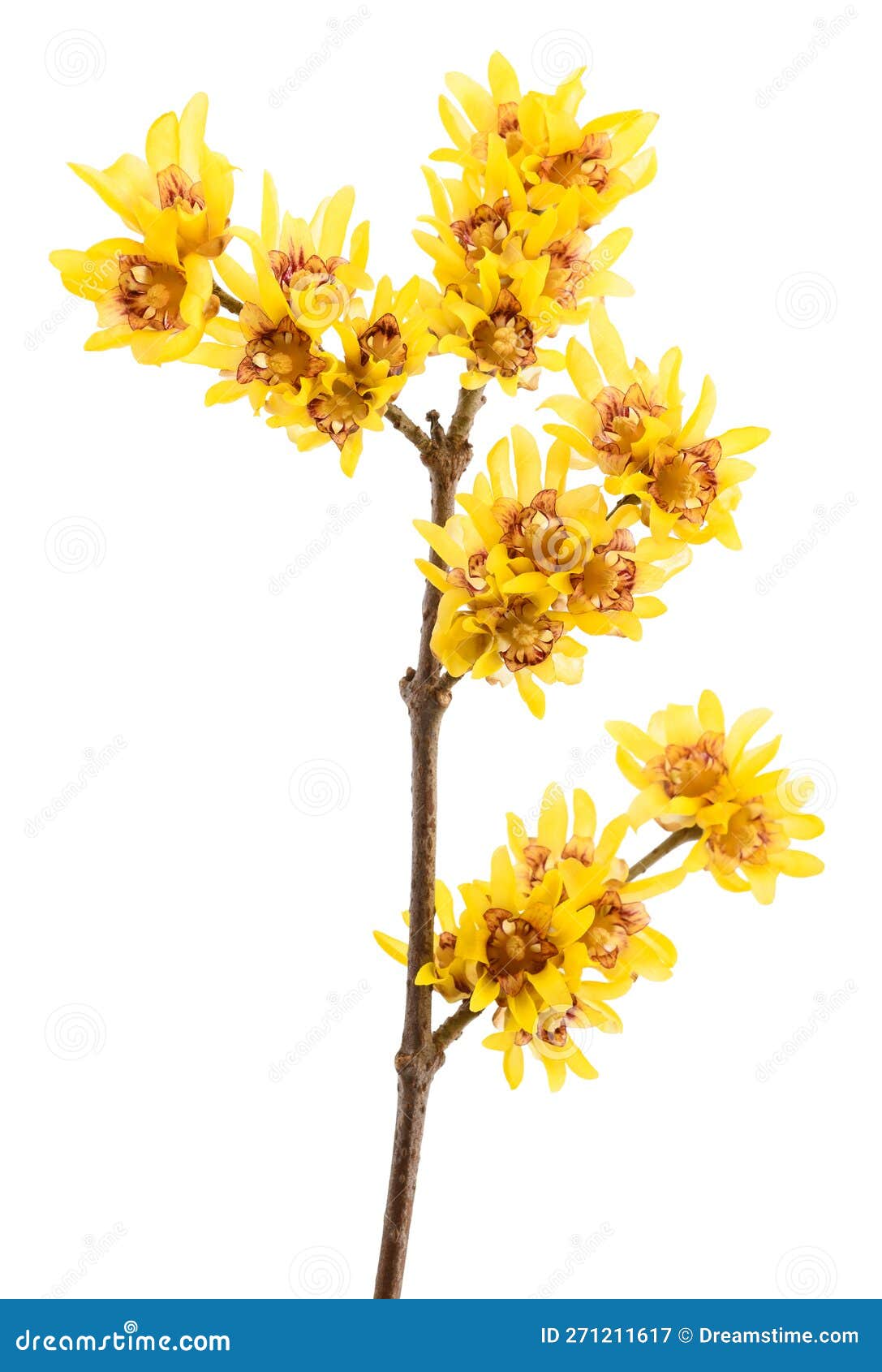 Wintersweet flowers stock image. Image of nature, background - 271211617