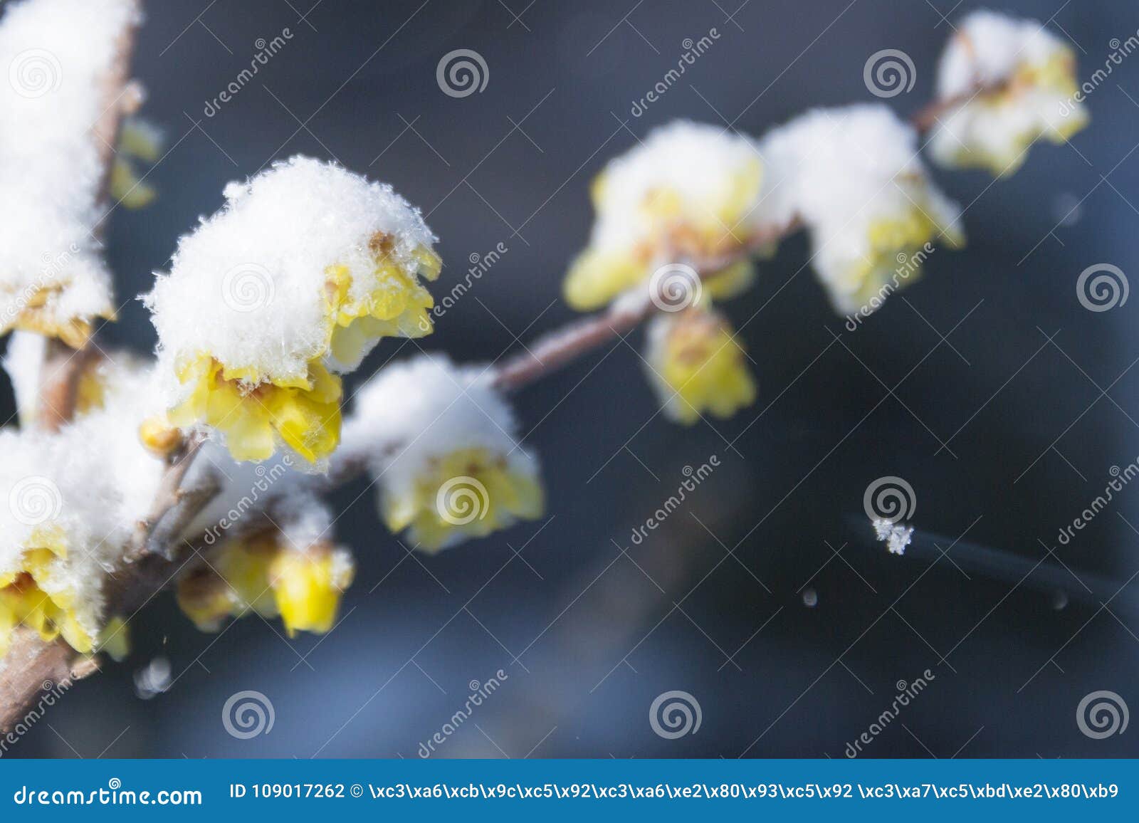 Wintersweet stock photo. Image of yellow, snow, white - 109017262