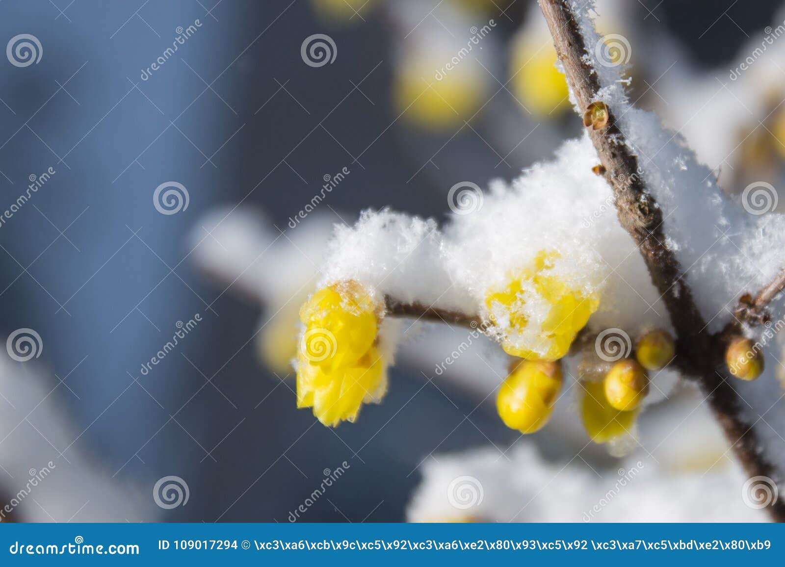 Wintersweet stock photo. Image of snow, pollen, blossom - 109017294