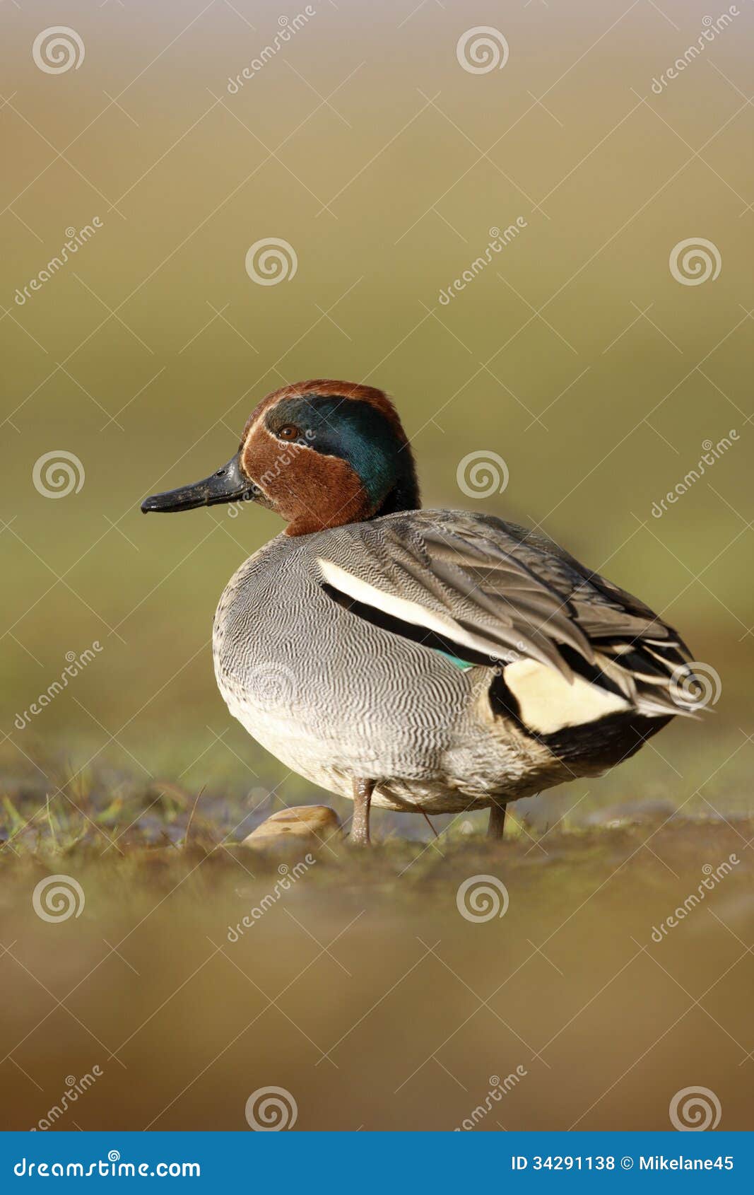 Wintertaling, Anacrecca stock foto. Image of rivier, vijver - 34291138