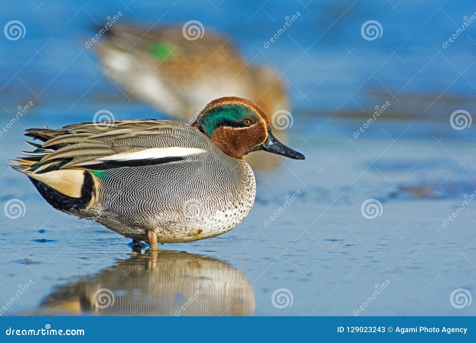 Wintertaling, Eurasian Teal, Anas Crecca Stock Image - Image of ...