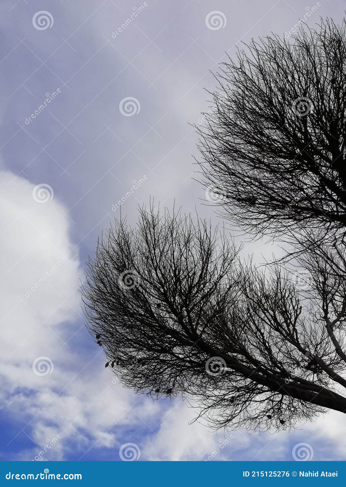 Trees in the Clean Blue Sky Stock Photo - Image of trees, clean: 215125276