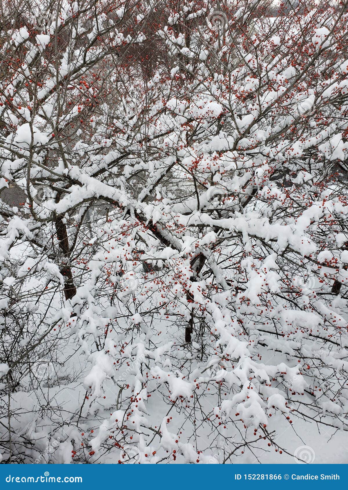 WinterTree stock photo. Image of winter, life, snow - 152281866