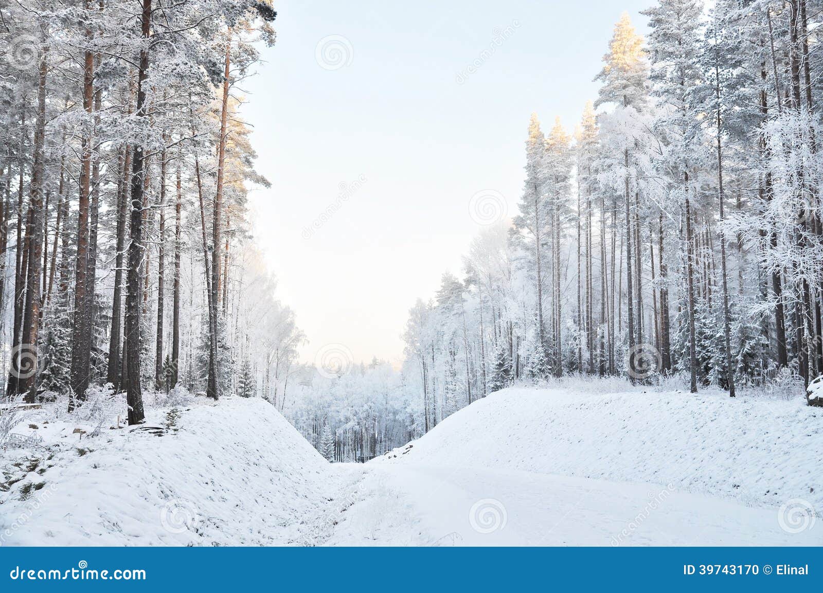 Winterwald. kalt. Russland stockfoto. Bild von wald, kalt - 39743170