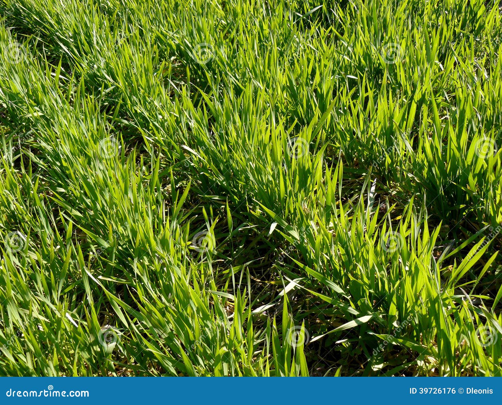 Winterweizen stockfoto. Bild von nahrung, düngemittel - 39726176