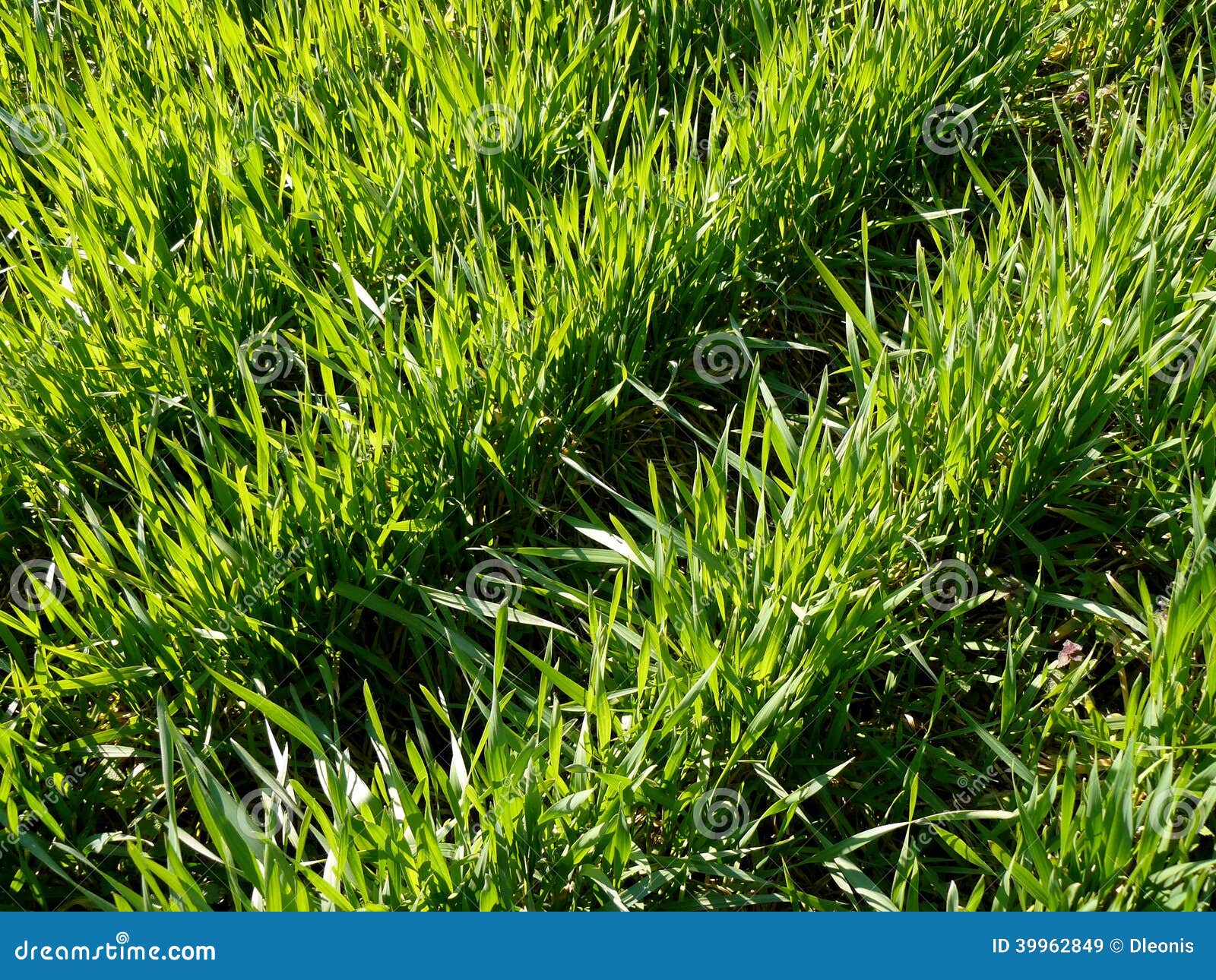 Winterweizen stockbild. Bild von nahrung, blätter, masse - 39962849