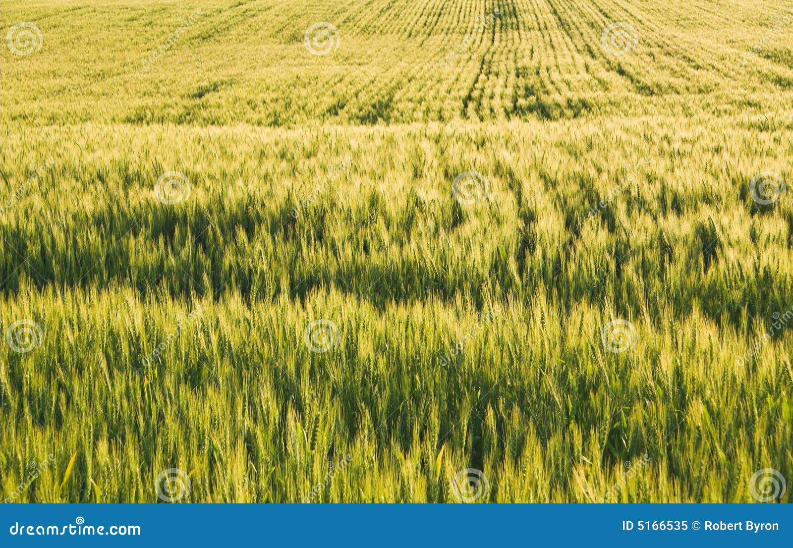 Winterweizen stockbild. Bild von bernsteinfarbig, wellen - 5166535