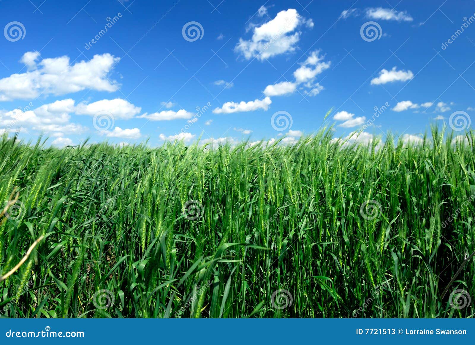 Winterweizen-Feld stockbild. Bild von unreif, sommer, saskatchewan ...