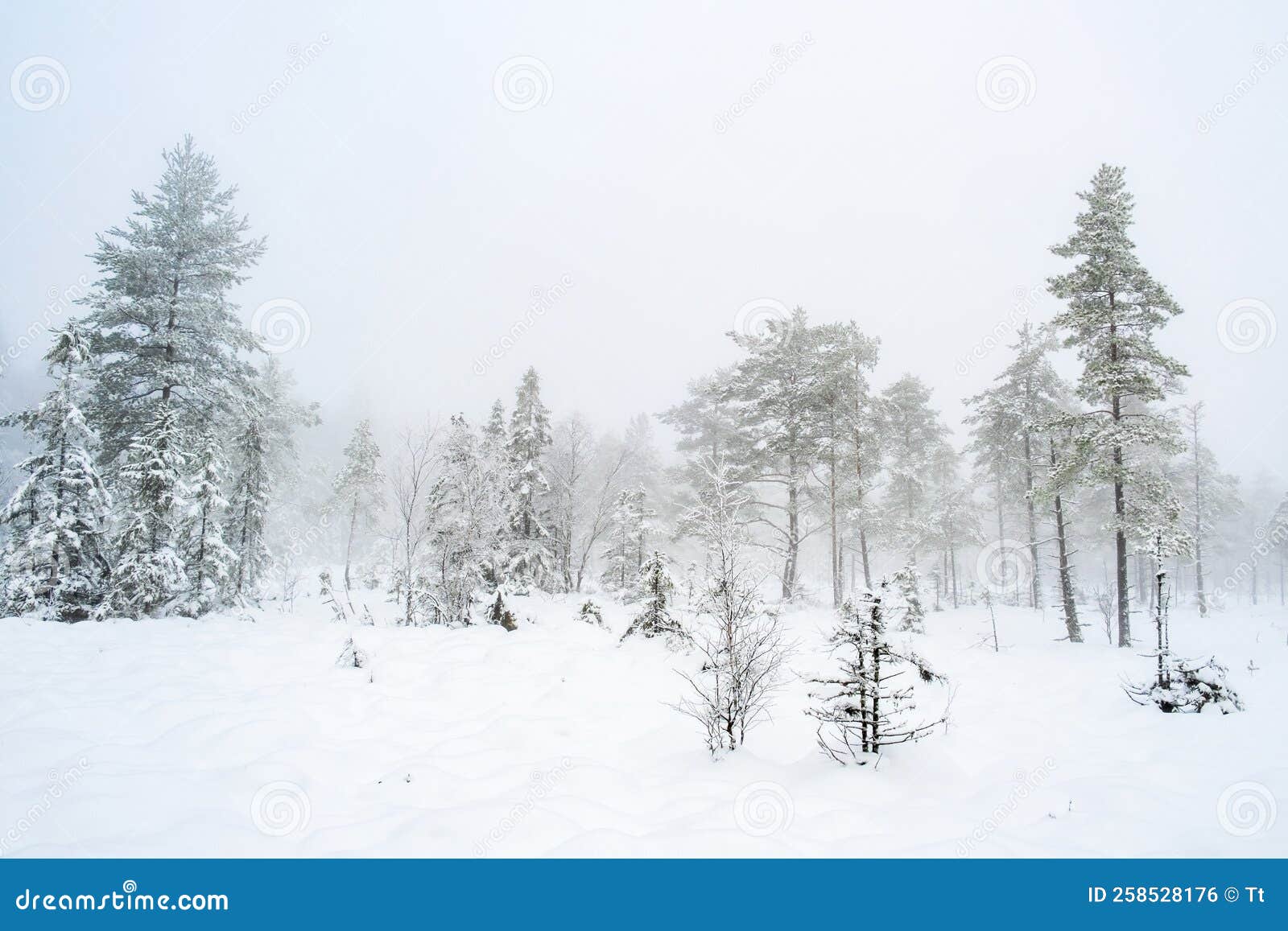Wintery Forest in Cold Fog on a Bog Stock Photo - Image of woodland ...