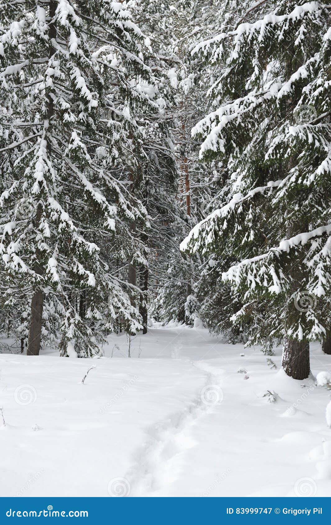 Wintery forest. stock image. Image of frost, natural - 83999747