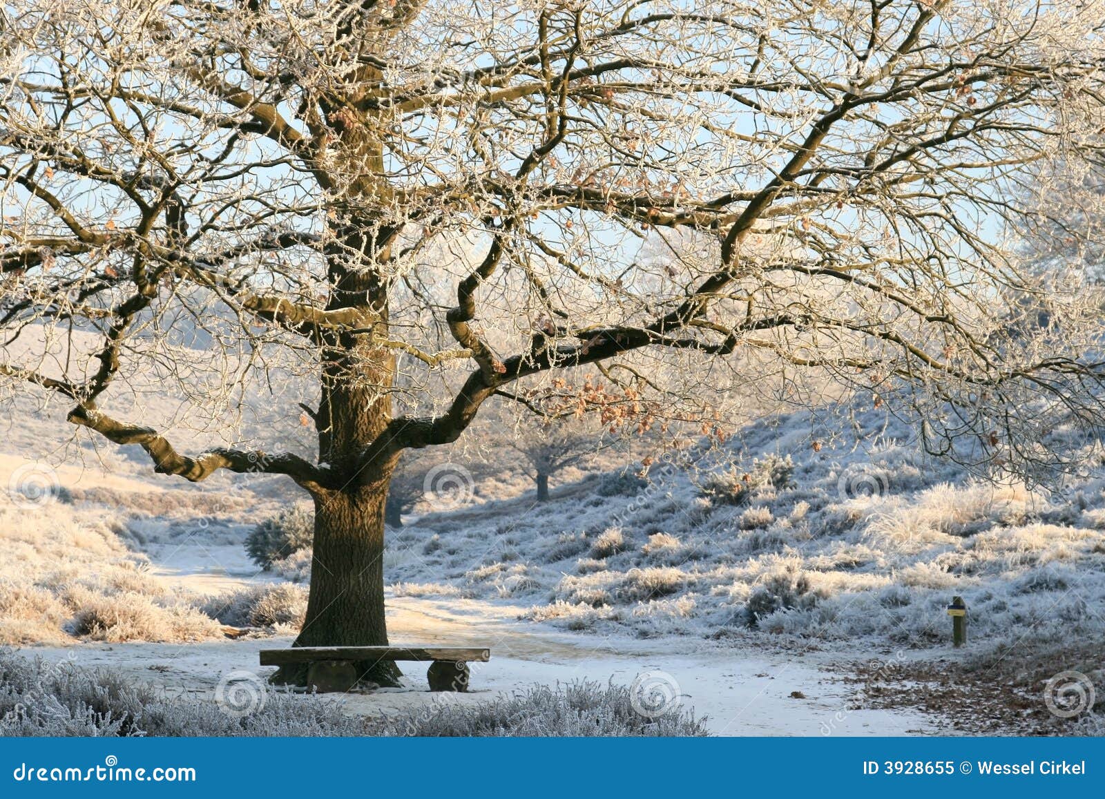 Wintery oak tree and bench stock image. Image of holland - 3928655