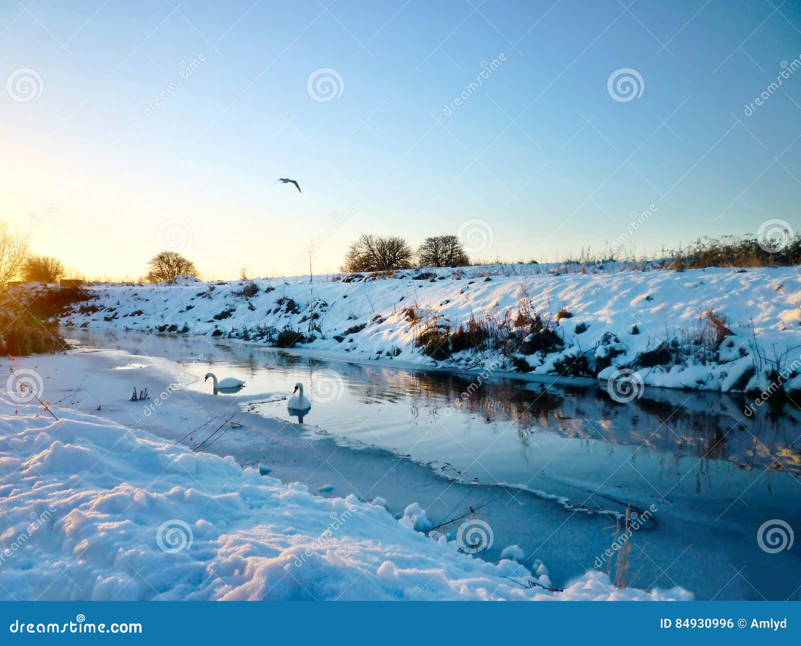 Wintery Scene of Swans on River Stock Photo - Image of instinctive ...