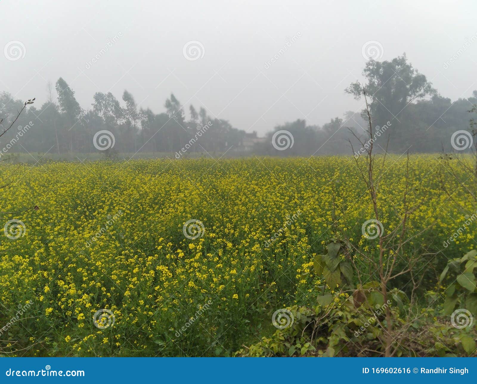 Wintor Season Field of Sarson India Stock Photo - Image of sarson ...