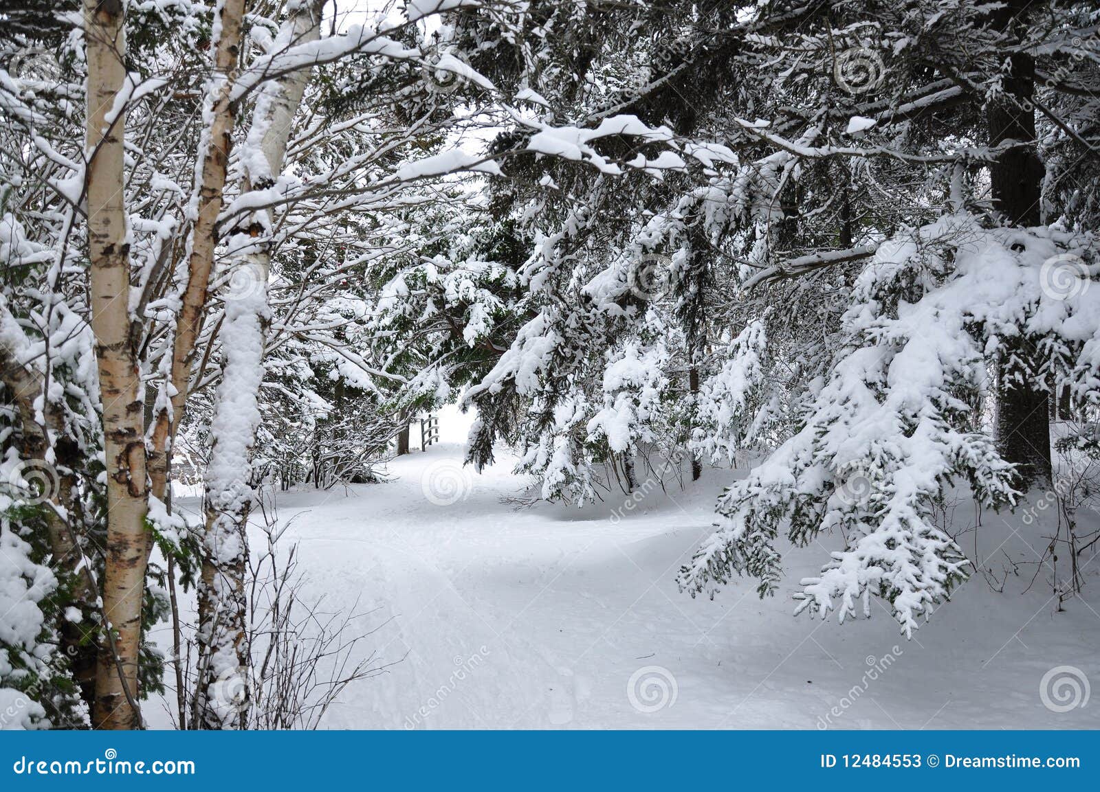Wintry forest stock image. Image of winter, wintertime - 12484553
