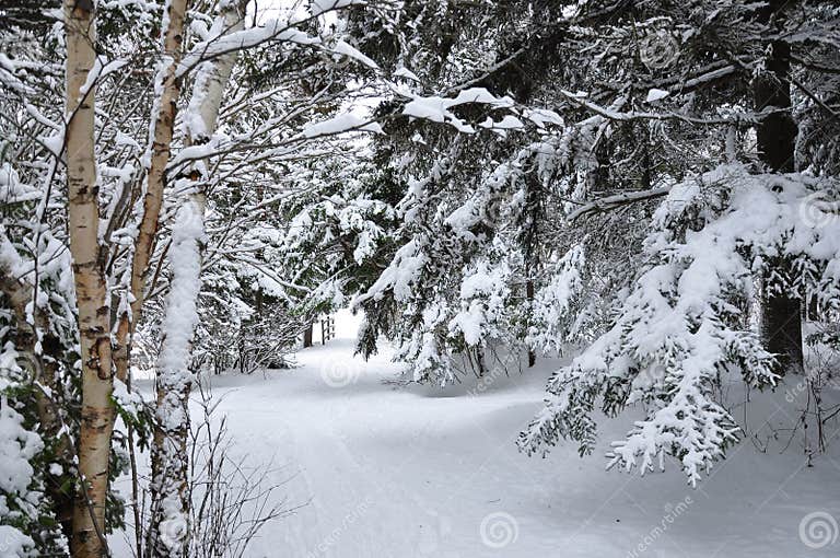 Wintry forest stock image. Image of winter, wintertime - 12484553