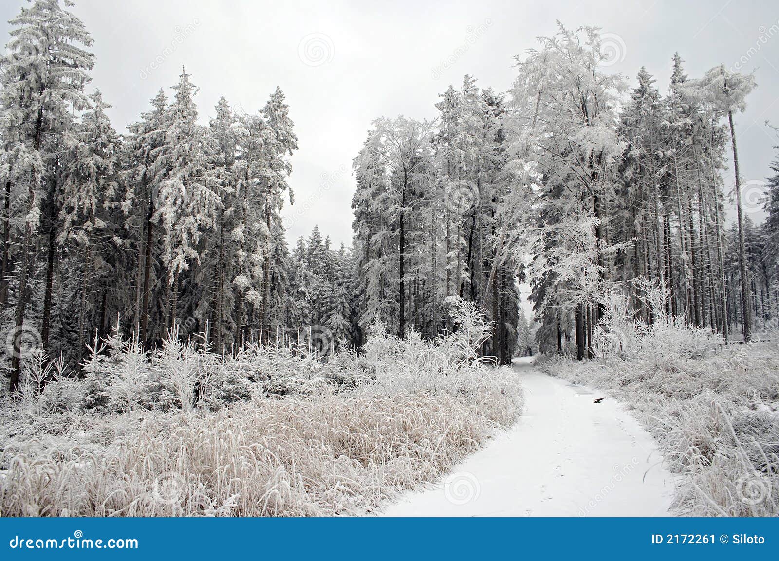 Wintry forest stock image. Image of hoar, forest, white - 2172261