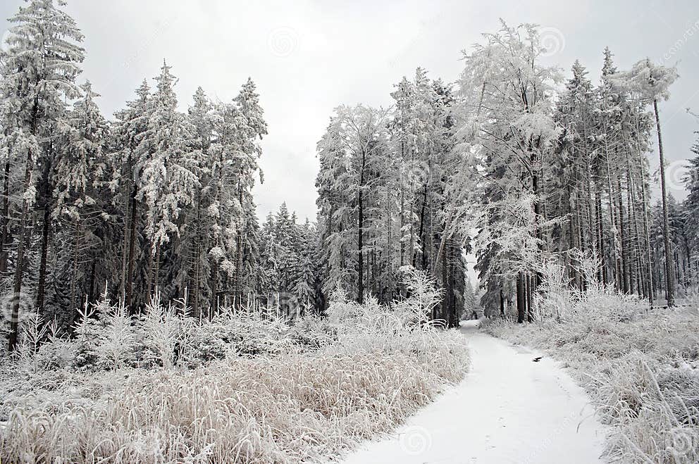 Wintry forest stock image. Image of hoar, forest, white - 2172261