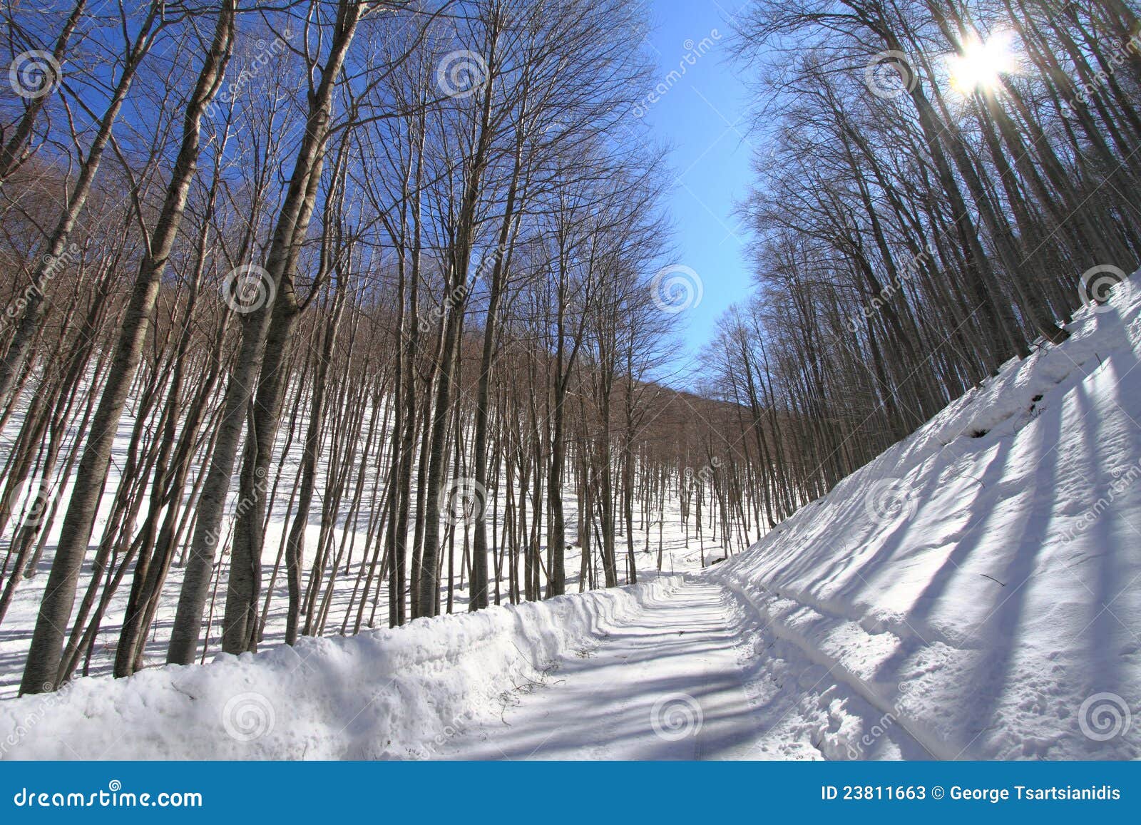 Wintry forest stock image. Image of brightly, december - 23811663